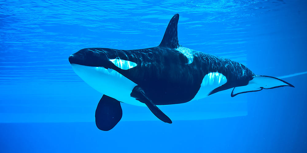 Aangespoelde orka bij Cadzand - Onderwijs van Morgen