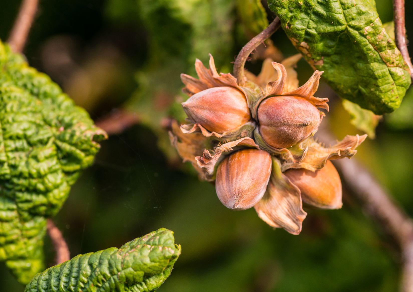 Aw Hazelnuts! - Onderwijs van Morgen