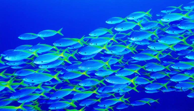 School vissen - Onderwijs van Morgen