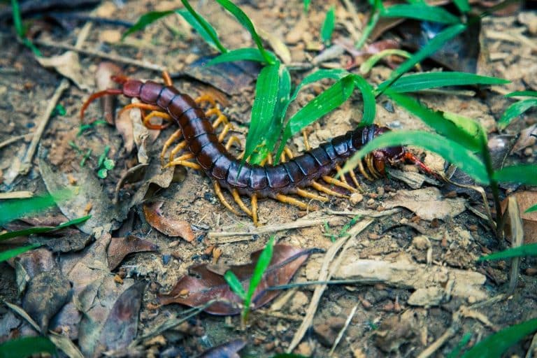 Chinese duizendpoot zonder ogen kan zonlicht 'zien' met antennes ...
