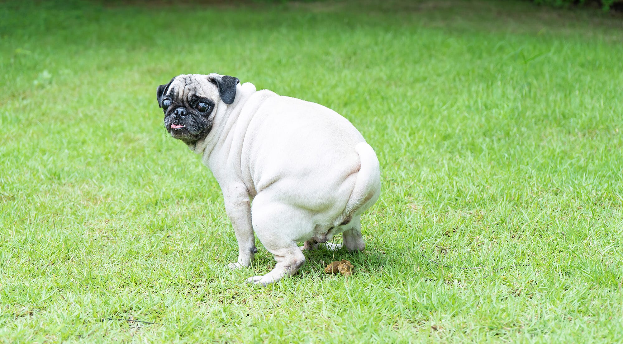 DierenPark Amersfoort wil de poep van jouw huisdier onderzoeken ...