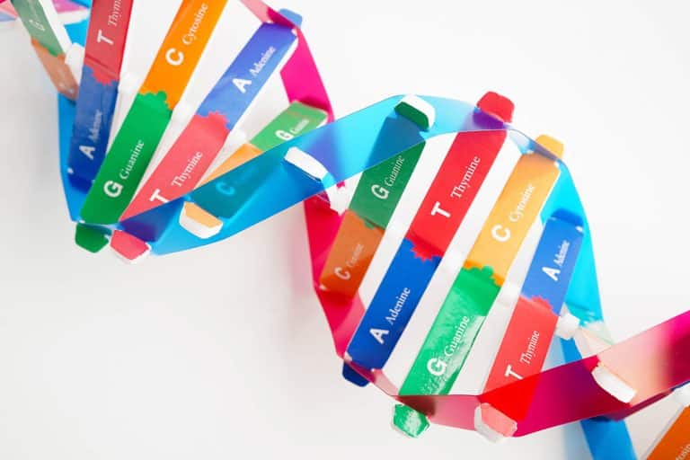 De bouw en werking van DNA - Onderwijs van Morgen