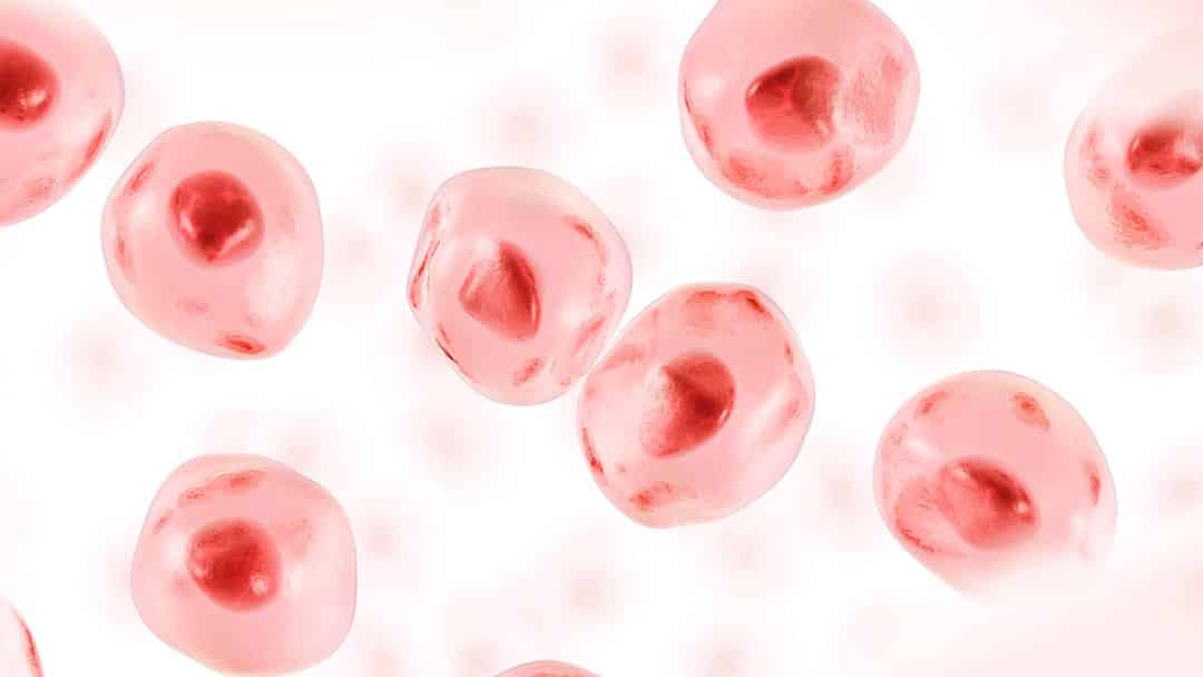 Aantal donoren van stamcellen in 2024 naar recordhoogte - Onderwijs van ...